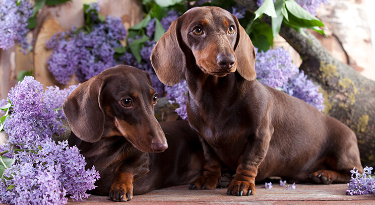 Jamnik krótkowłosy - wszystkie informacje i opis rasy